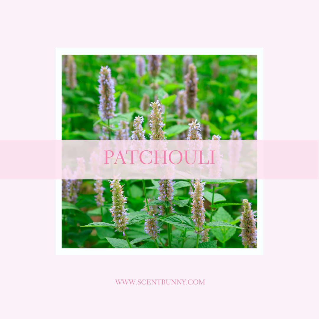What Does Patchouli Smell Like? Earthy, Woody & Musky Scent – Scent Bunny