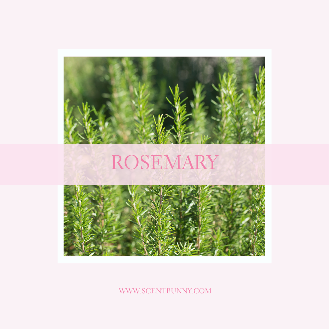 What Does Rosemary Smell Like? Fresh, Herbal & Woody Aroma – Scent Bunny