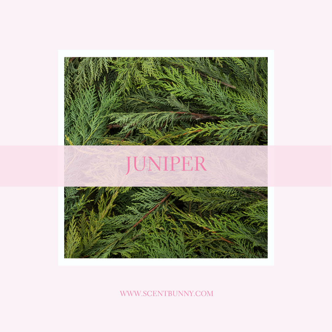 What Does Juniper Smell Like? Embracing the Fresh, Woody, and Invigora – Scent Bunny