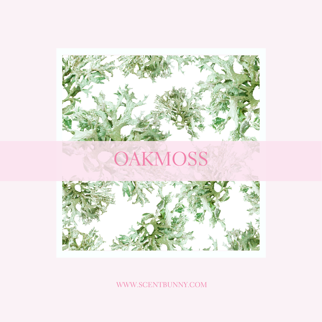 What Does Oak Moss Smell Like? Earthy, Woody & Green Aroma – Scent Bunny